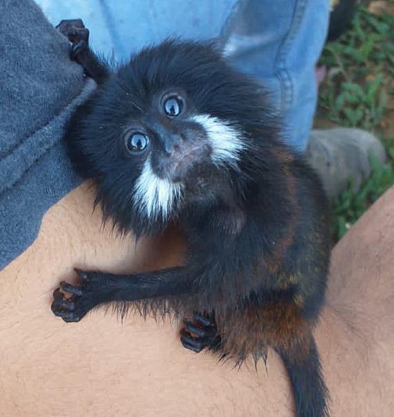 tamarin monkey conservation – tierraselva